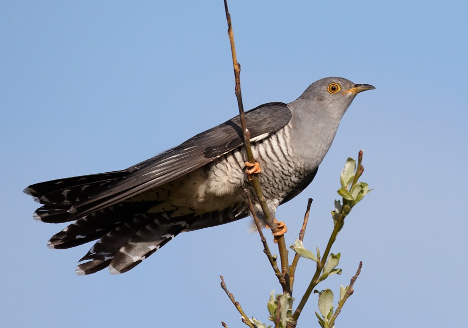 Hearing the First Cuckoo in Spring – A Listening Heart